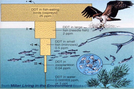 DDT_ambiente - Food Safety Brazil