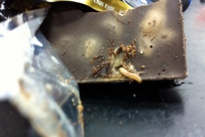 larva chocolate - Food Safety Brazil