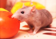 rato - Food Safety Brazil