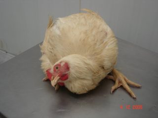 ef - Food Safety Brazil