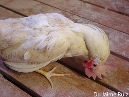 marek - Food Safety Brazil