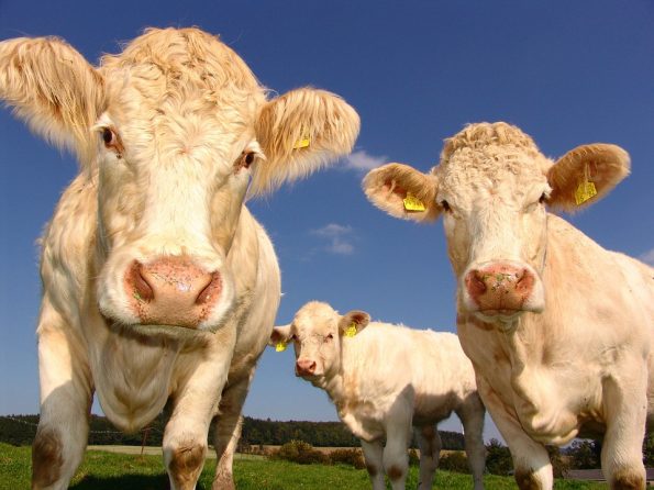 vacas - Food Safety Brazil