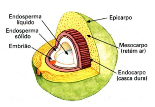 Arquivos coco - Food Safety Brazil