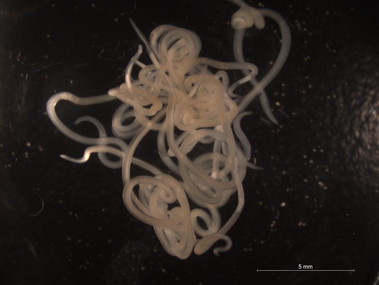 anisakis foto - Food Safety Brazil