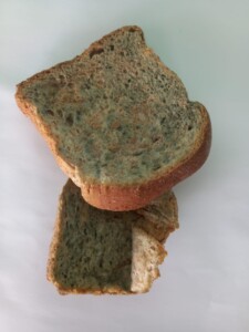 bolor - Food Safety Brazil