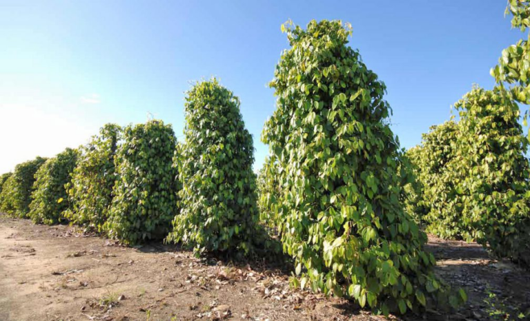 pimenta do reino - Food Safety Brazil